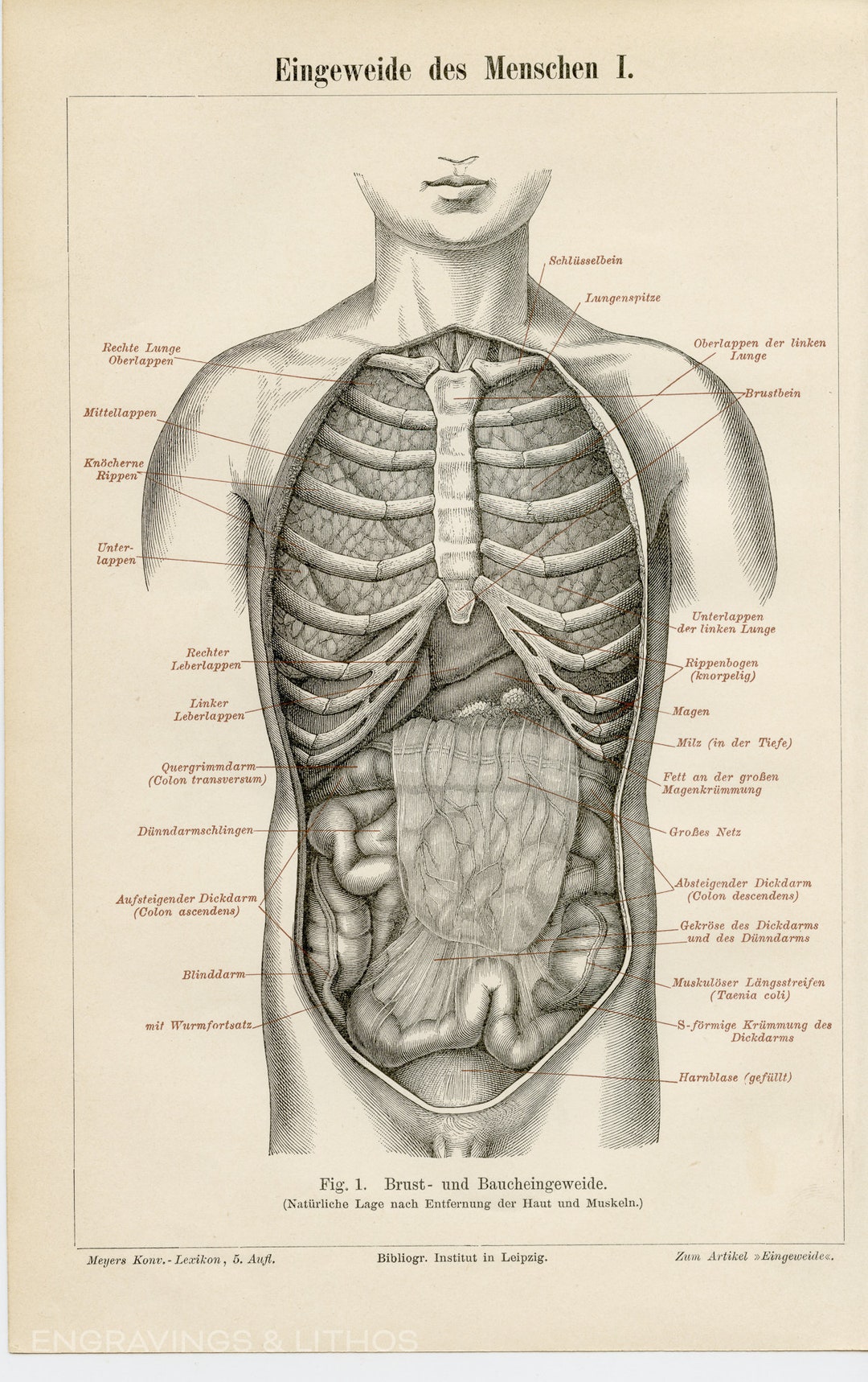 Human Anatomy / Intestines, Entrails, Bowels, Guts - Original Color ...