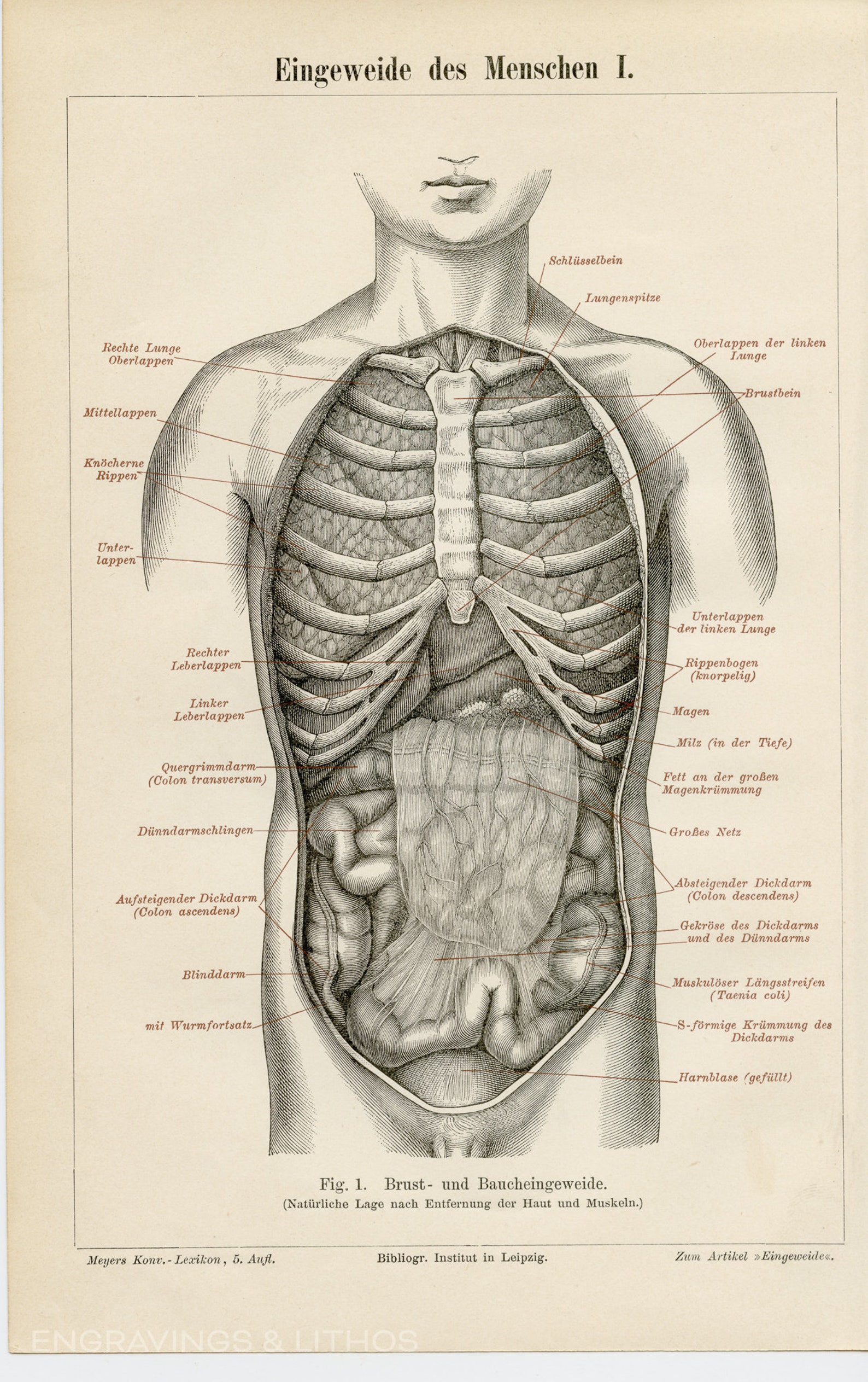 Human Anatomy / Intestines Entrails Bowels Guts Original | Etsy
