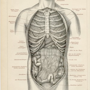 Human Anatomy / Intestines, Entrails, Bowels, Guts - Original Color ...