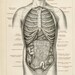 Human Anatomy / Intestines, Entrails, Bowels, Guts Original Color ...