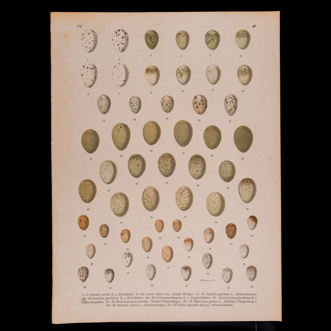 Eggs: Oriole, Shrike, Waxwing, Jay, Swallow, Flycatcher - Big ...
