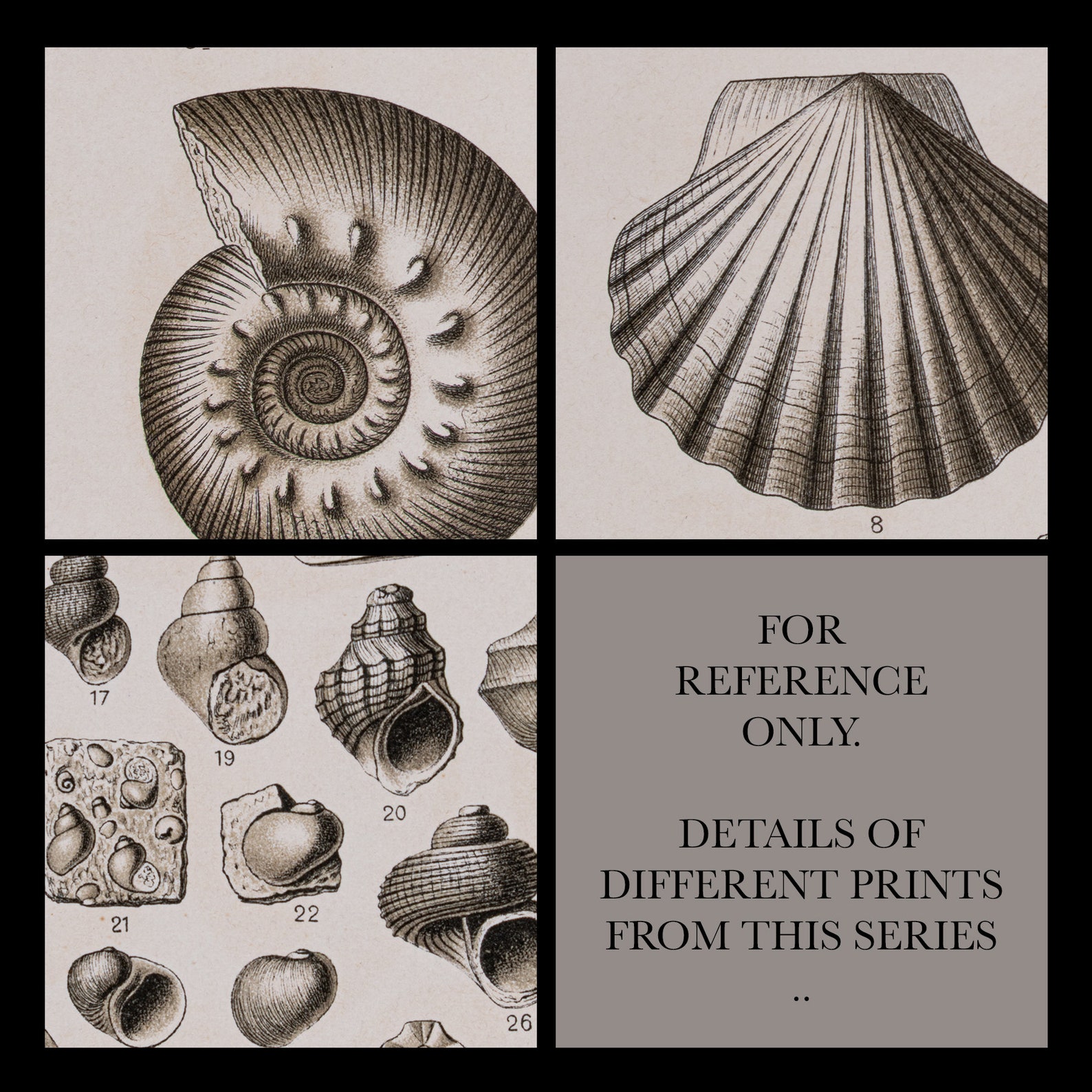 FOSSILIZED SHELLS: AMMONITES - Original Lithography of Fossils Ca 1910 ...