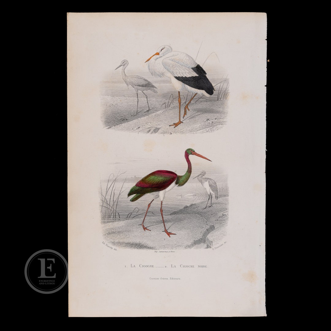 White Stork and the Black Stork / Original Steel Engraving Plate From ...