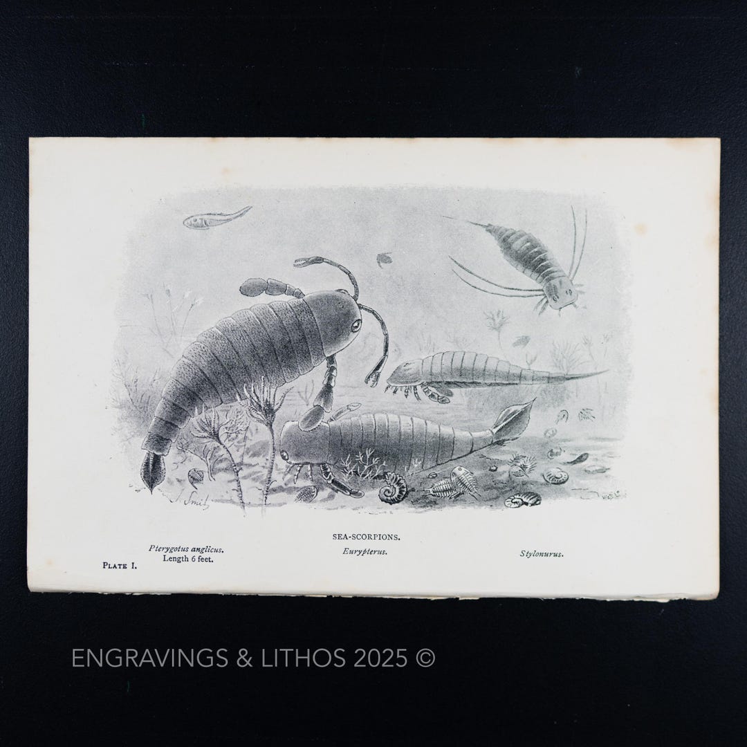 1897 SEA SCORPIONS (pterygotus Anglicus & Eurypterus) – Original ...
