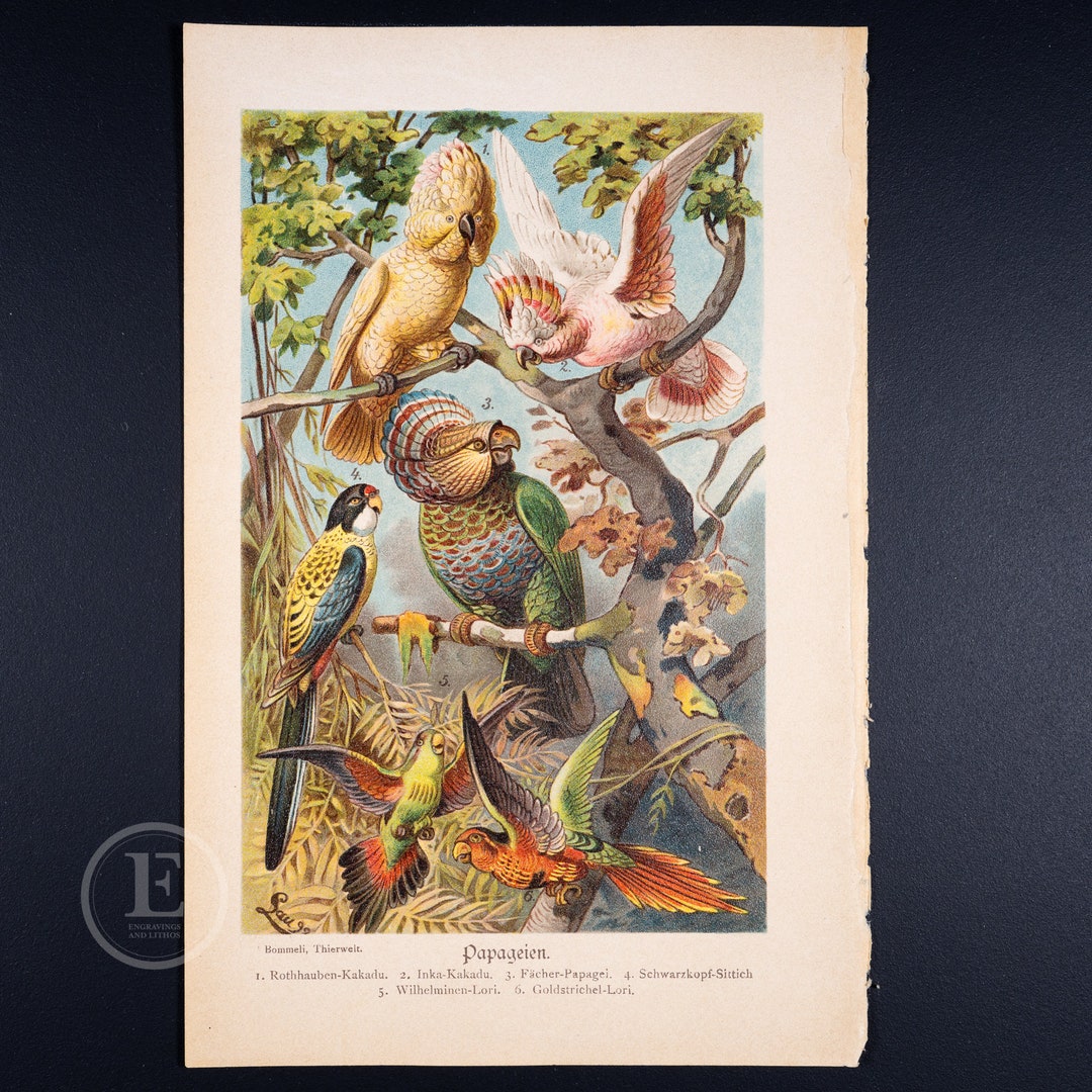 Parrots Original Color Lithography the Animal World Illustrated 1894 - Etsy
