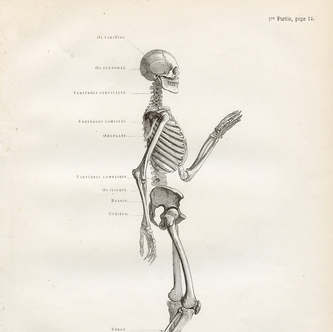 Human Skeleton in Profile Original Lithography From - Etsy