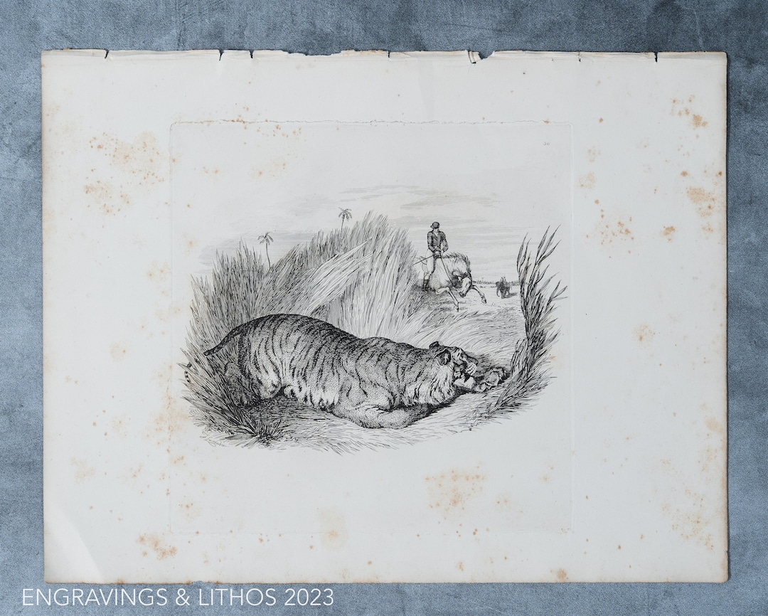 TIGER HUNTING Original Out of Engravings of Lions, Tigers, Panthers ...