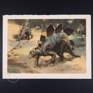Stegosaurus: Armoured Dinosaur From Late Jurassic Period - Original ...
