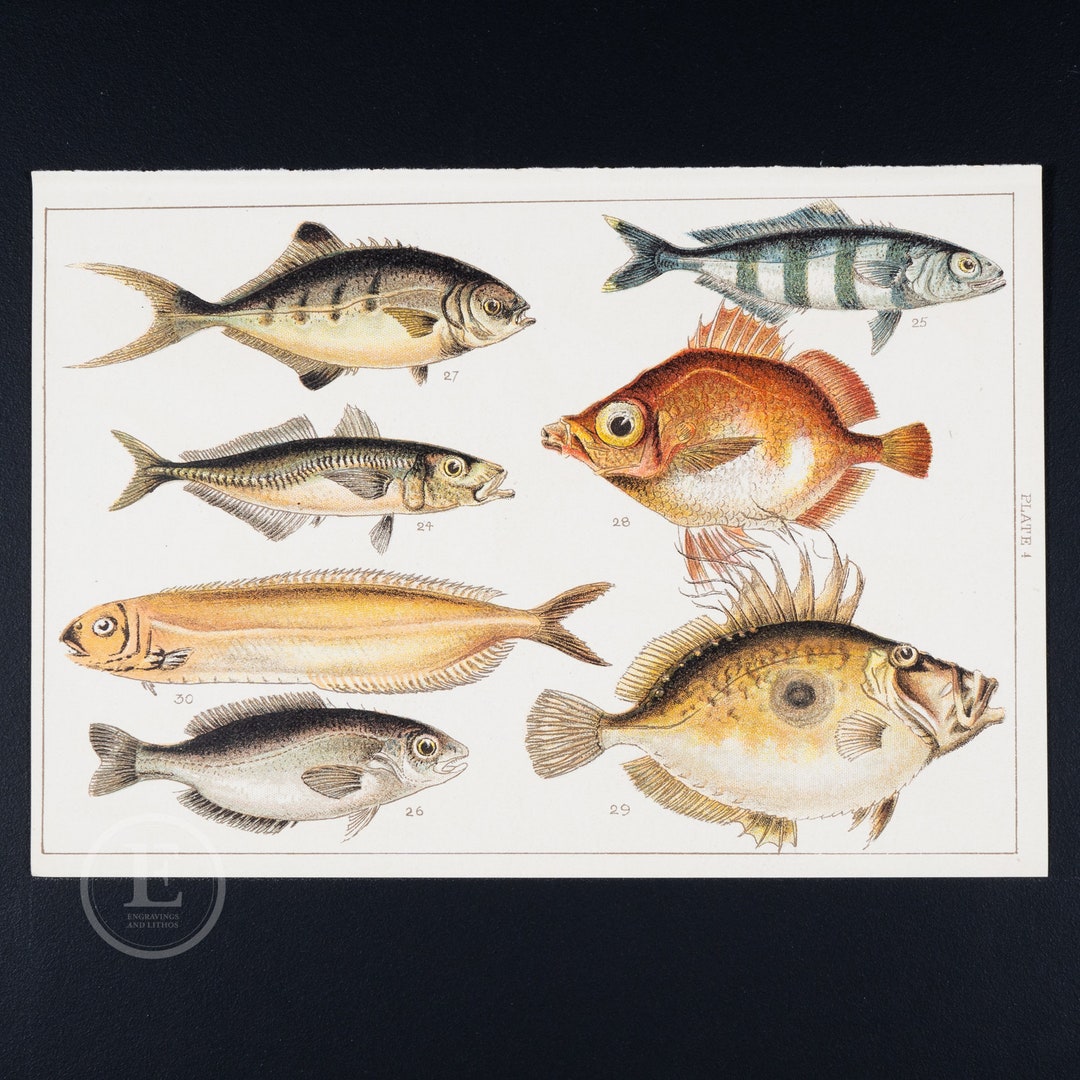 Carangidae: Horse Mackerel, Pilot, Rudder, Derbio, Dory and Boar Fish ...
