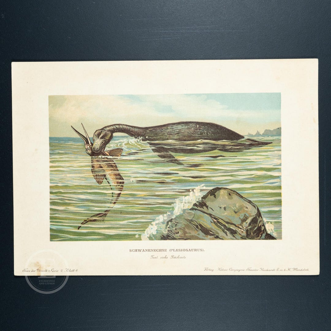 1902 PLESIOSAURUS, Large Marine Reptile - Vintage Print From Tiere Der ...