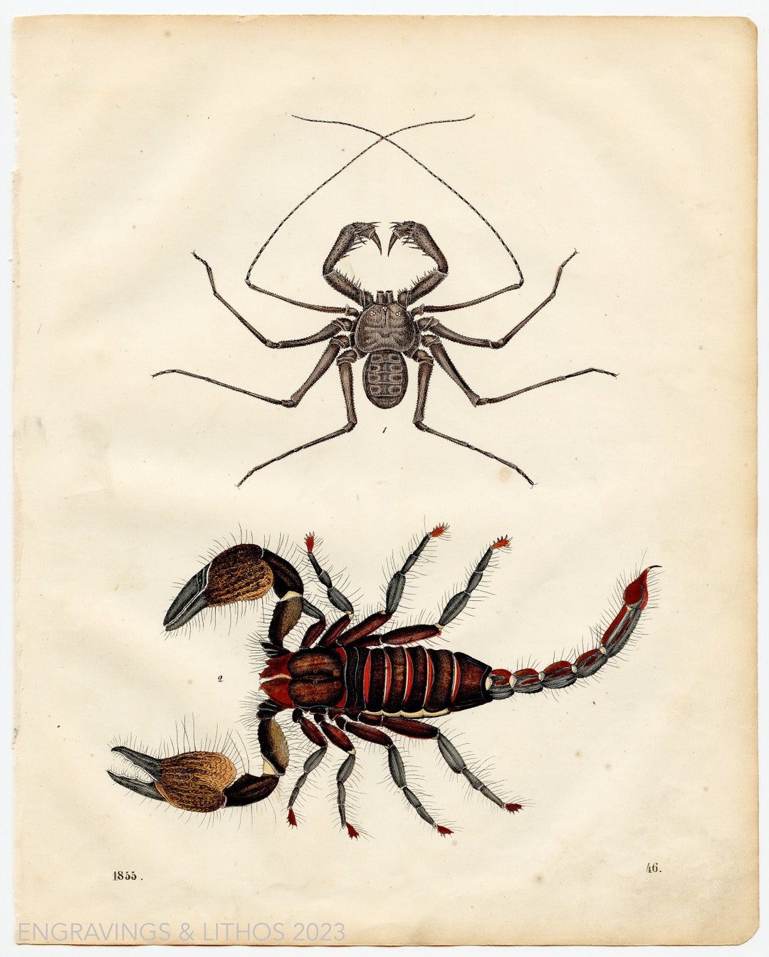 1855 Scorpions: Whip Spider, Yellow Scorpion - VERY RARE - Original ...