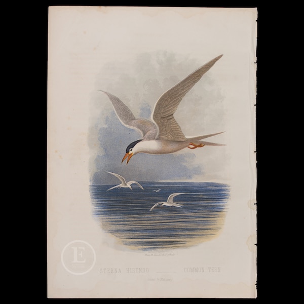 Common Tern - Etsy