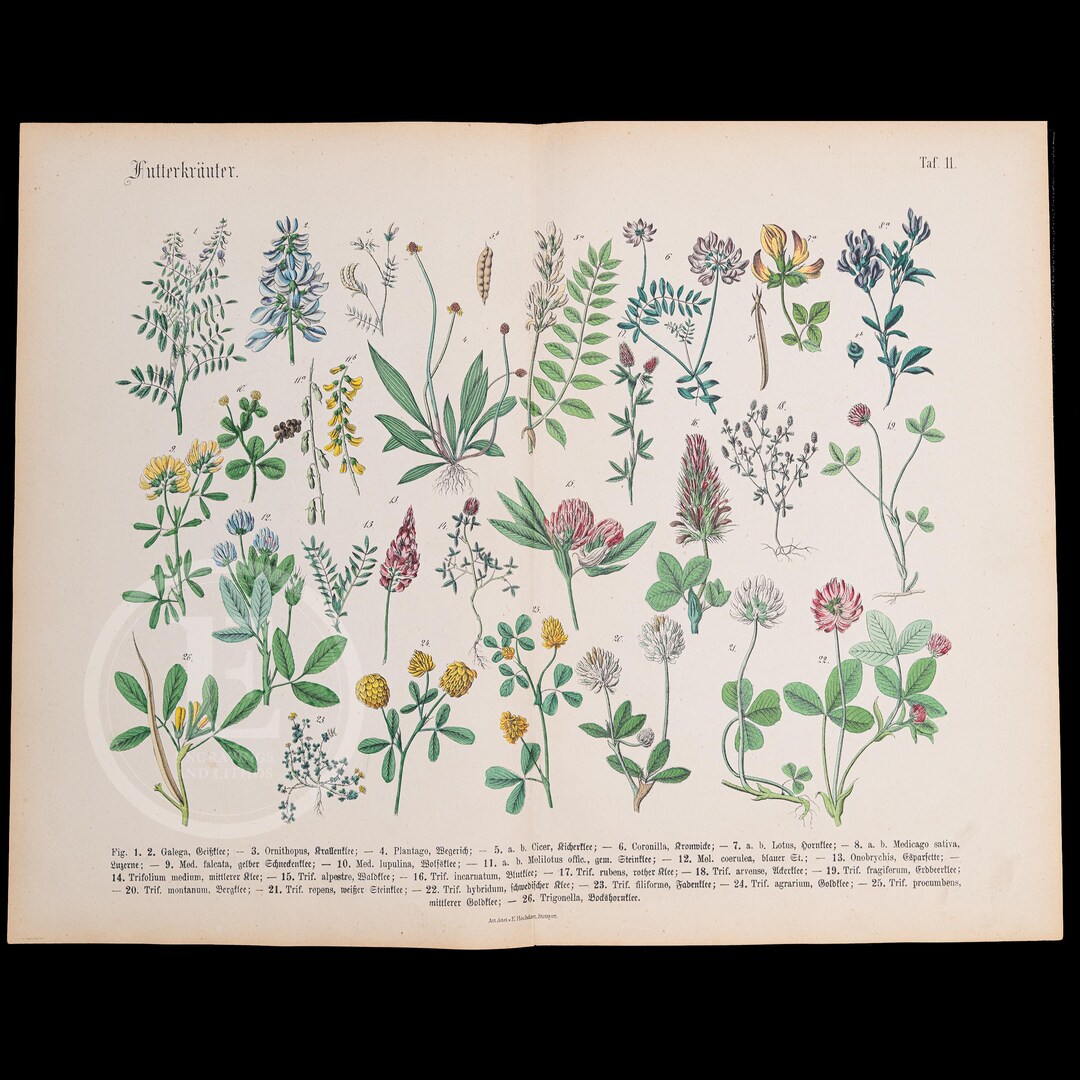 THE FORAGE CROPS - Original Print Out of the Book "praktischen ...