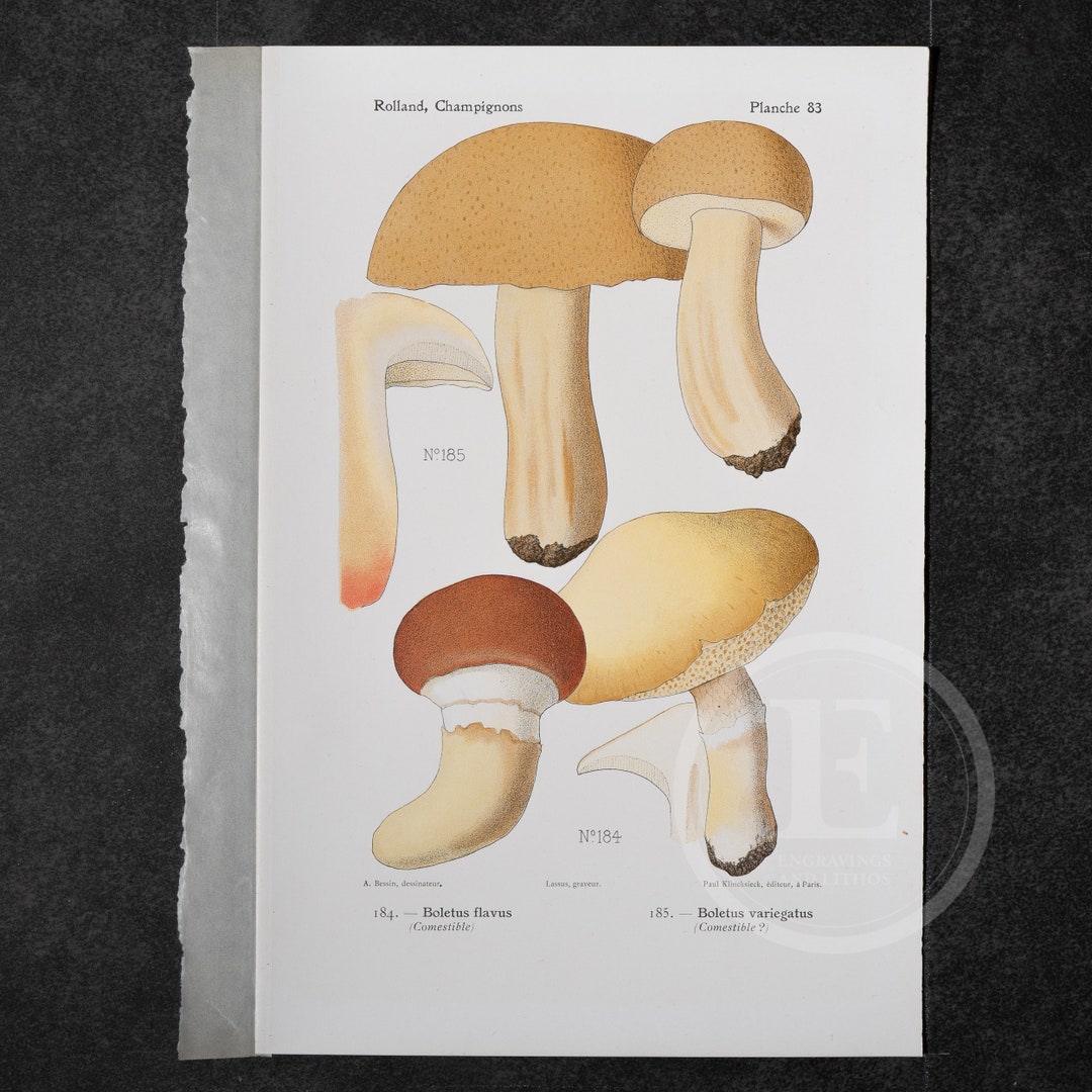 1910 Suillus Flavus, Velvet Bolete - Original Vintage Color Lithography ...
