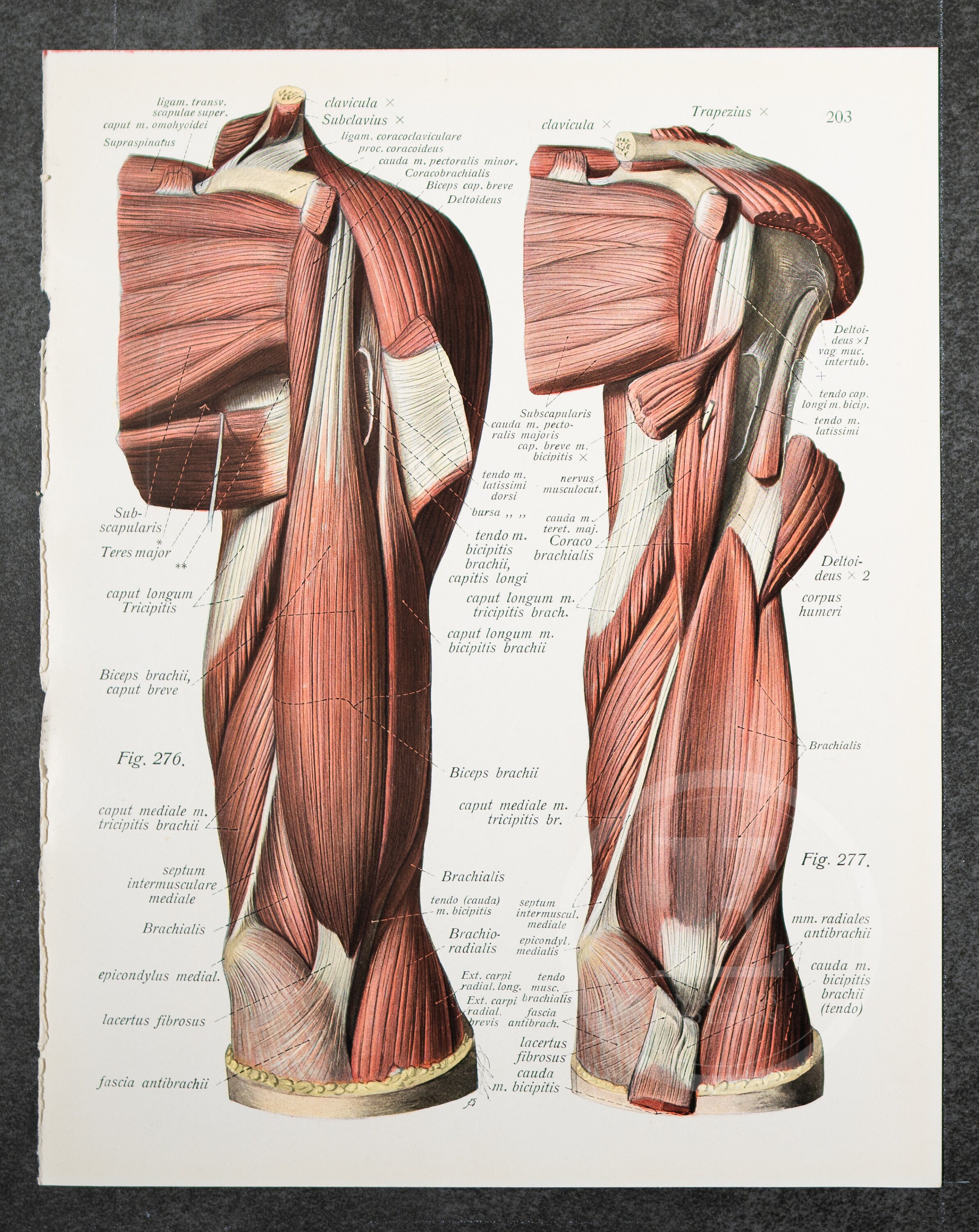 Flexor Side of the Upper Arm / Superficial Forearm Muscles // Human ...