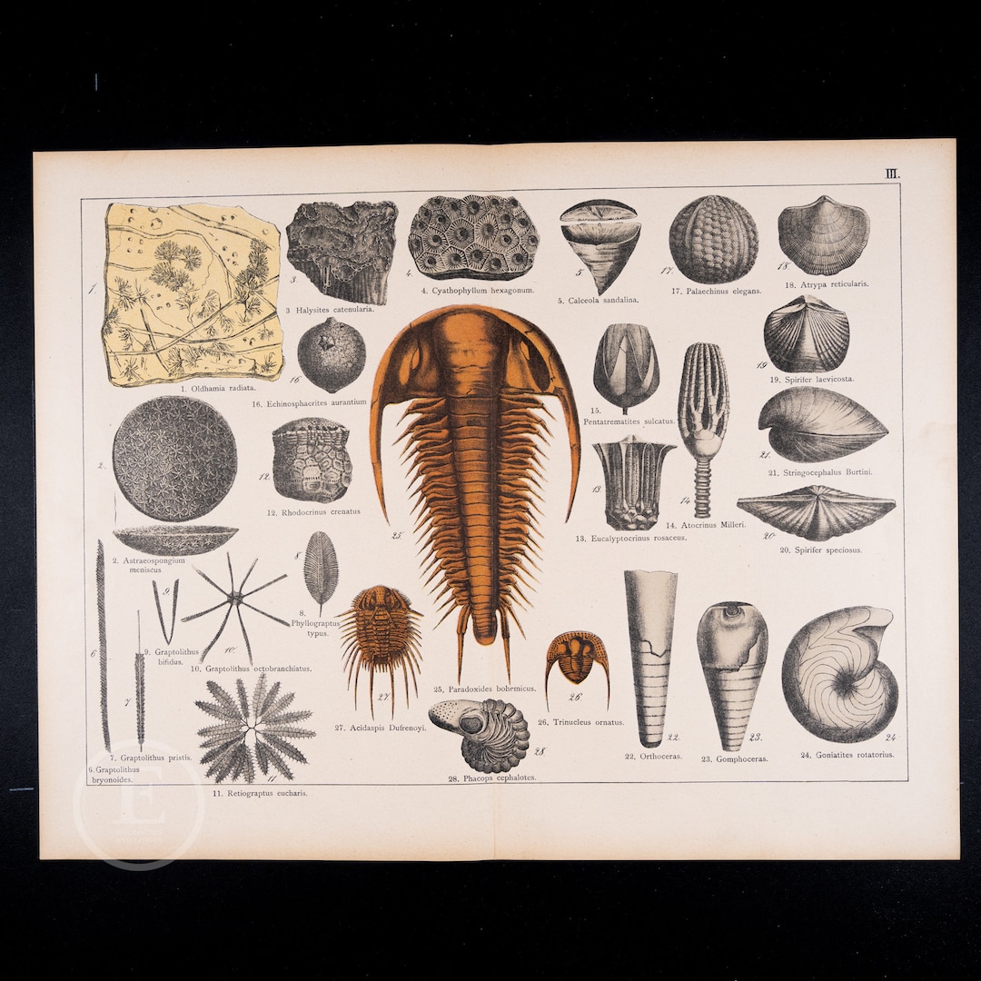 Fossils of Arthropods, Cephalopods and Brachiopods - Antique Original ...