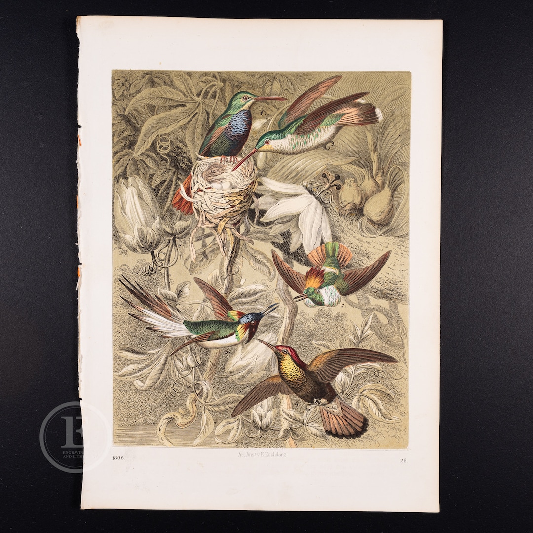 Hummingbirds Very Rare Plate From book of the - Etsy
