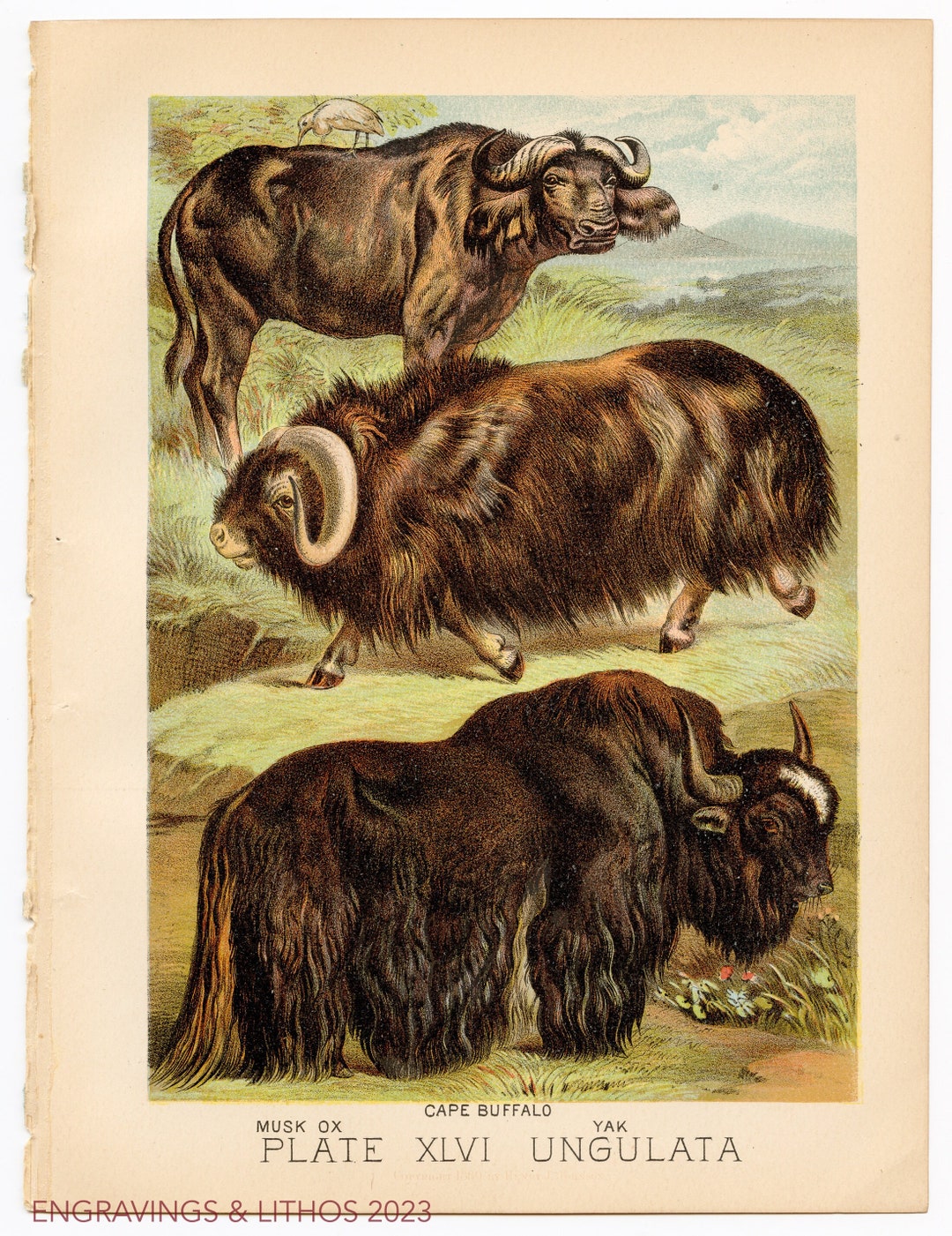 1880 - Musk Ox, Cape Buffalo, Yak - Original Litho From "johnson's ...