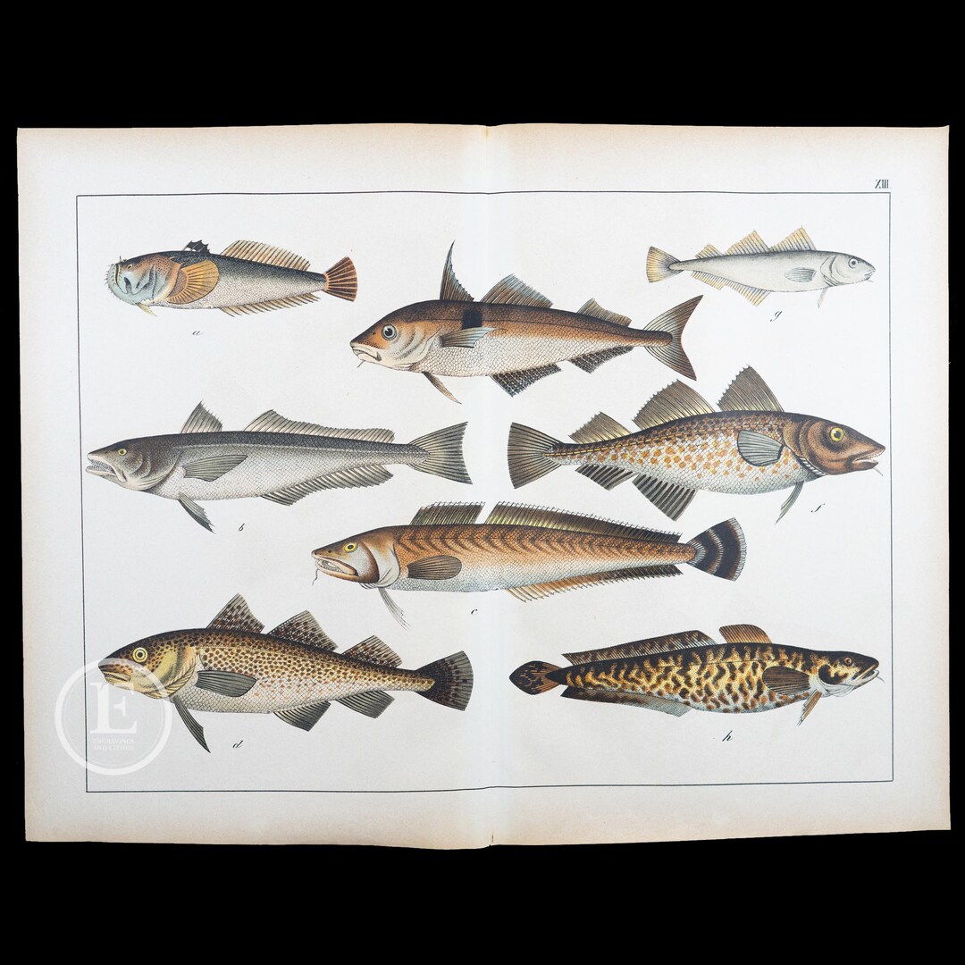1872 JUGULAR FISH: Cod, Ling, Haddock, Monkfish, - Original Lithograph ...