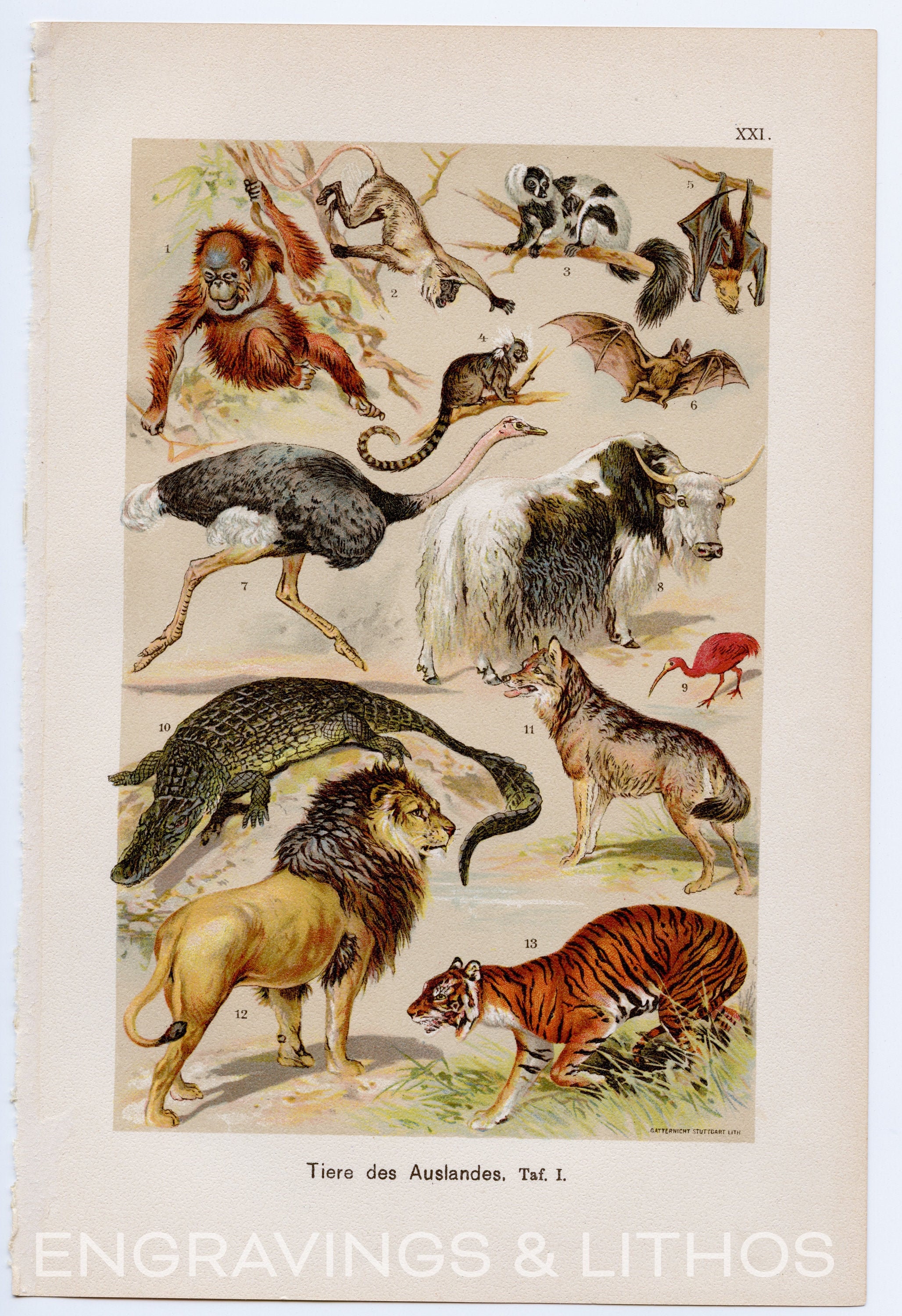 Exotic animals Original Chromolithograph 1900 | Etsy