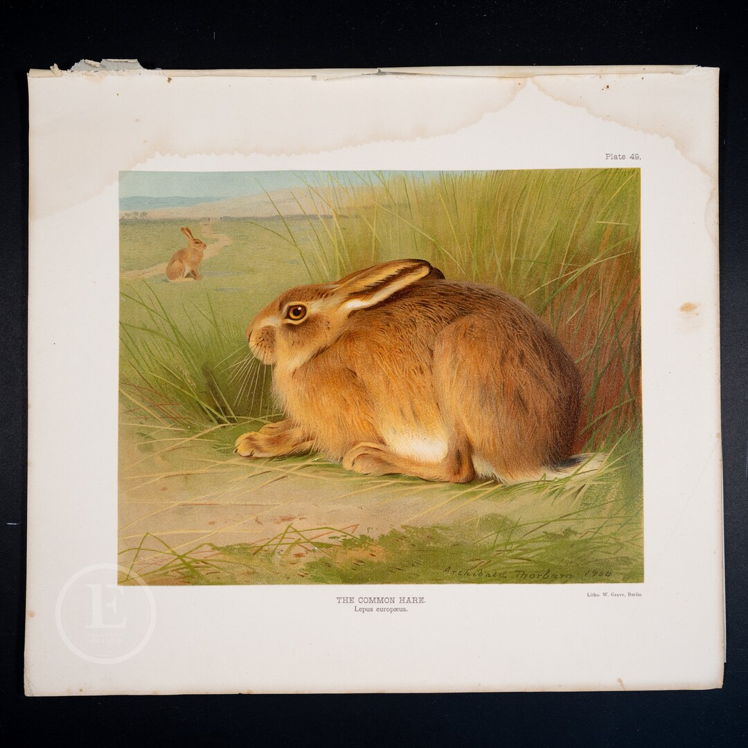 COMMON HARE / Authentic Chromolithograph Print "the Mammals of Great ...
