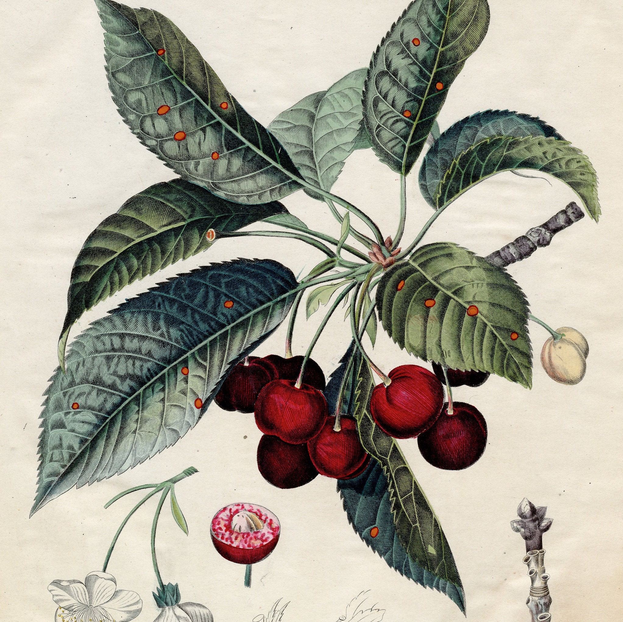 Cherry Fruits Extremely Rare Hand-colored From book - Etsy