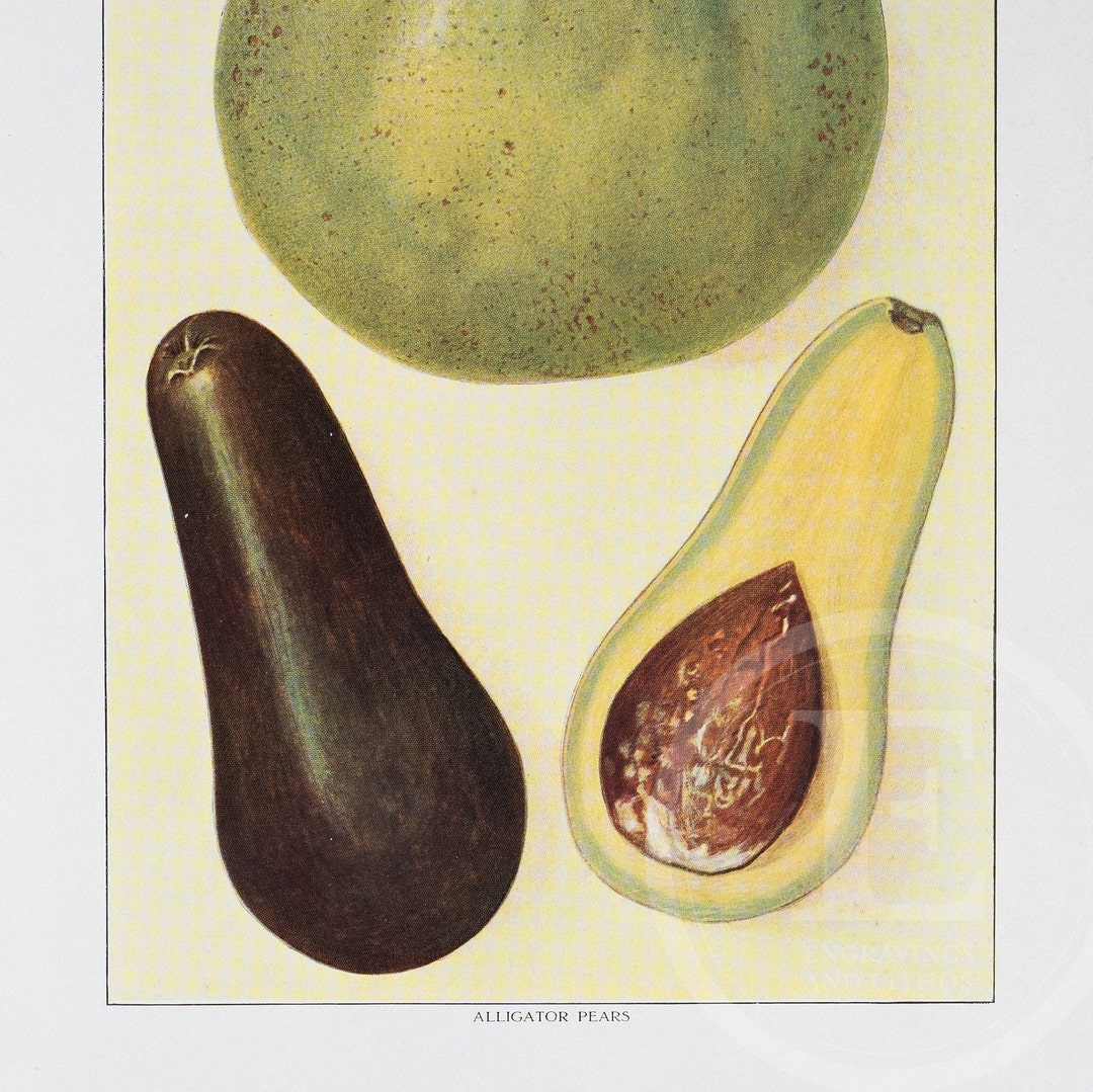 Alligators Pear - Original Vintage Color Lithography 1911 - Etsy