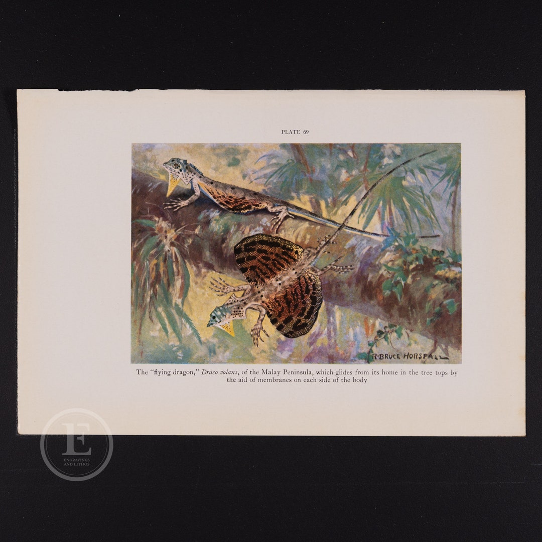 The Flying Dragon (draco Volans) of the Malay Peninsula, is an Original ...