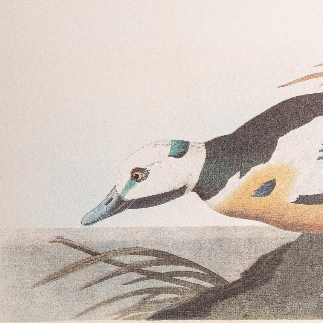 1937 Steller's Eider and Marbled Murrelet From "john James Audubon ...