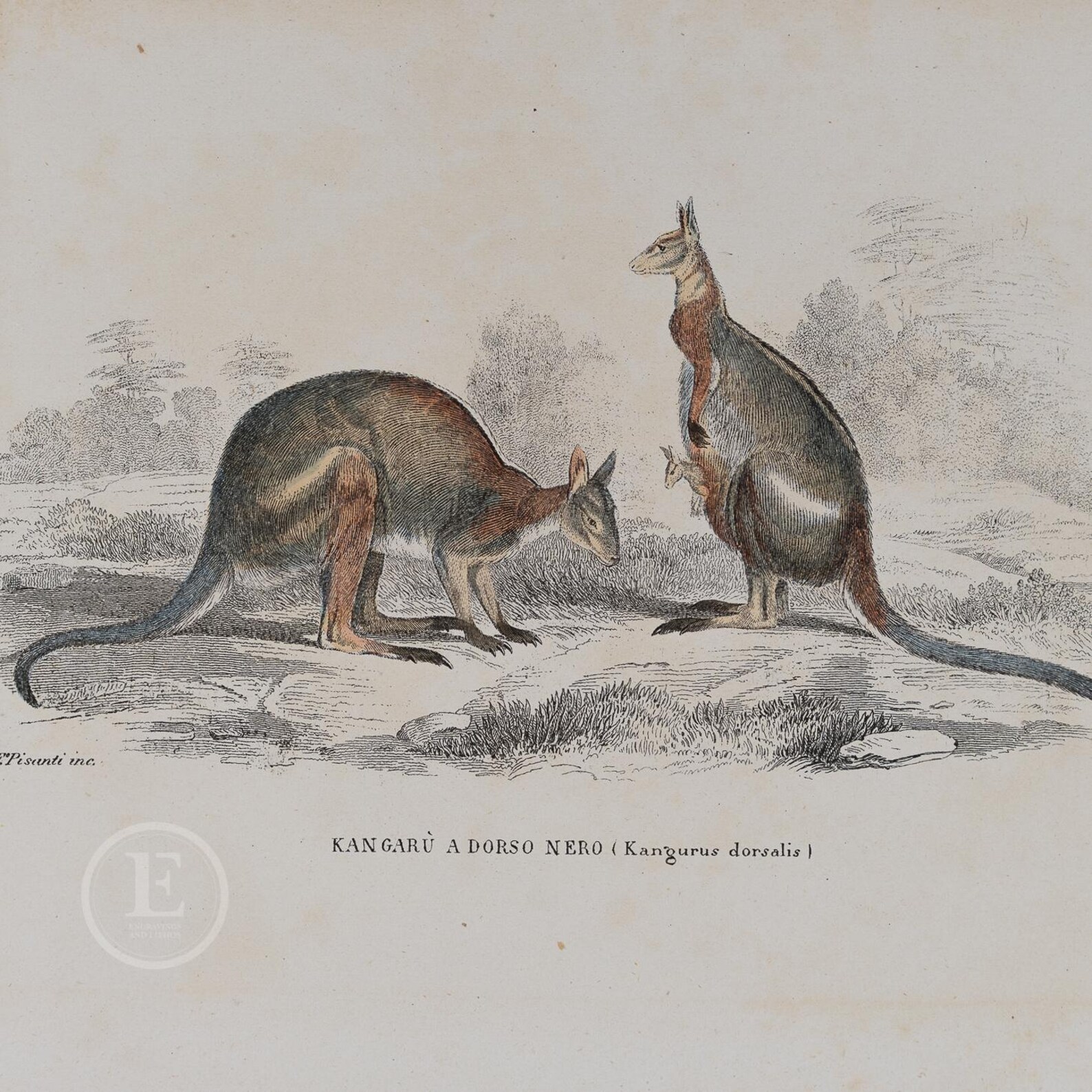 1877 BLACK-STRIPED WALLABY - Hand-colored Steel Engraving From “opere ...