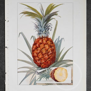 Pineapple - Original Vintage Color Lithography 1911 - Etsy