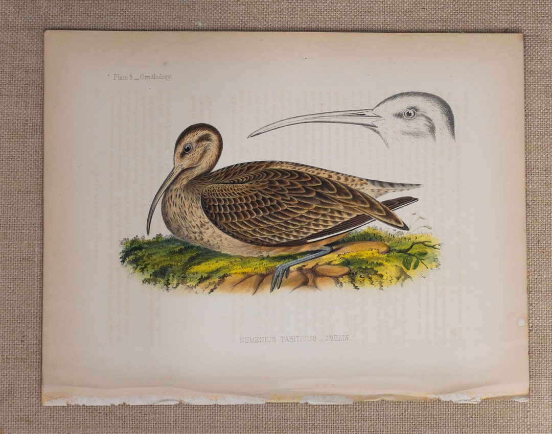 Bird - Numenius Tahiticus (curlew) - Very Rare - Original Lithography ...