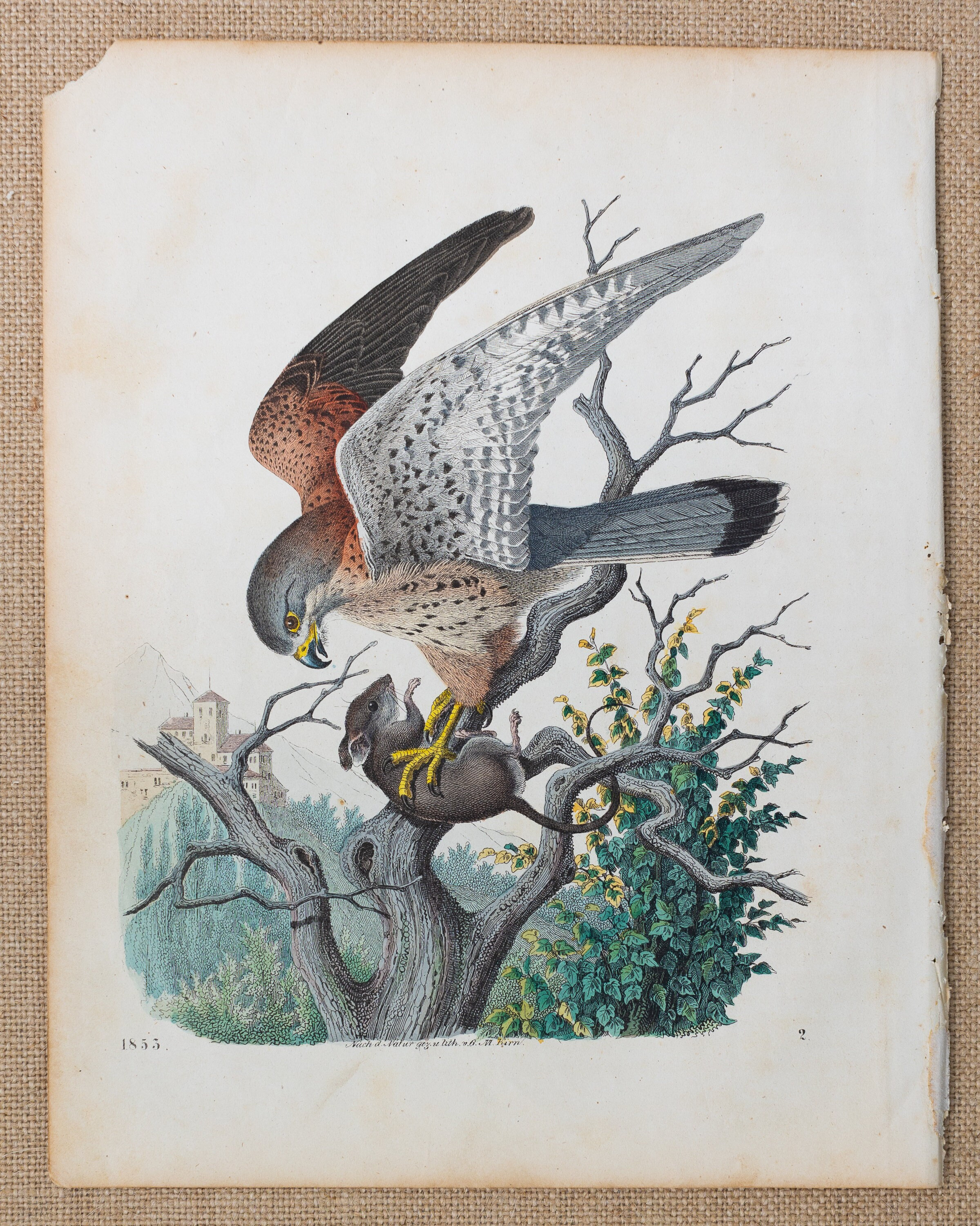 Home Decor Wall Decor Wall Hangings VERY RARE Kestrel falcon hunting ...