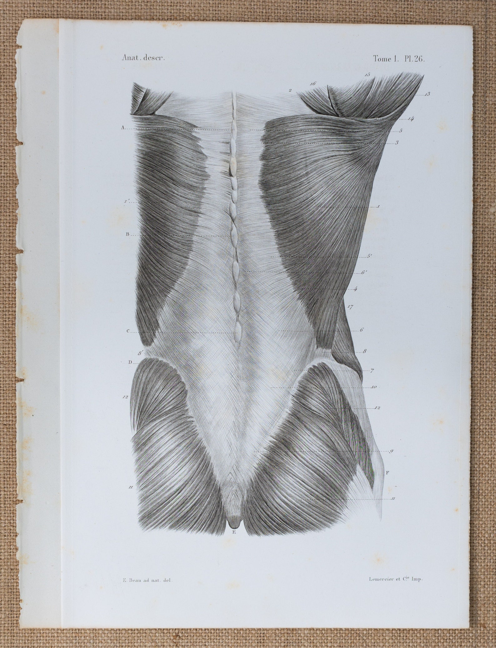 Posterior Trunk Muscle - First Layer - RARE ORIGINAL PRINT From Atlas D ...