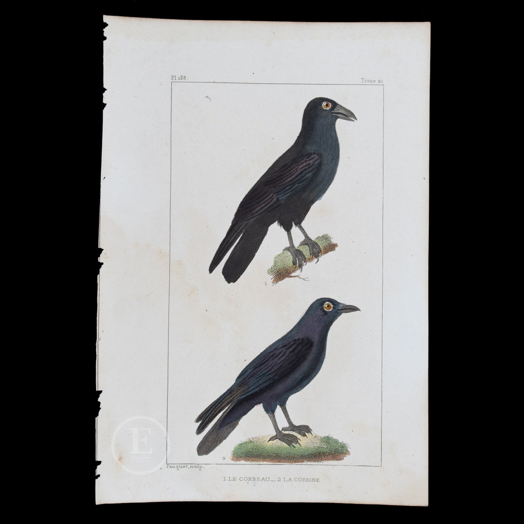 1829 - CROW and CORVINE / Authentic Steel Engraving From Oeuvres De ...