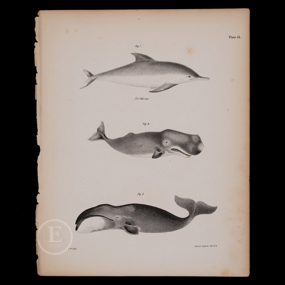 Sea Porpoise, Sperm Whale and Right Whale - Original Lithography From ...