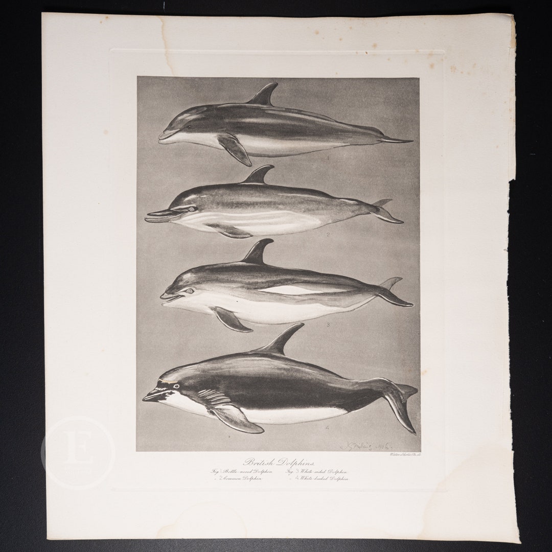 BRITISH DOLPHINS / Heliogravure Etching "the Mammals of Great Britain ...