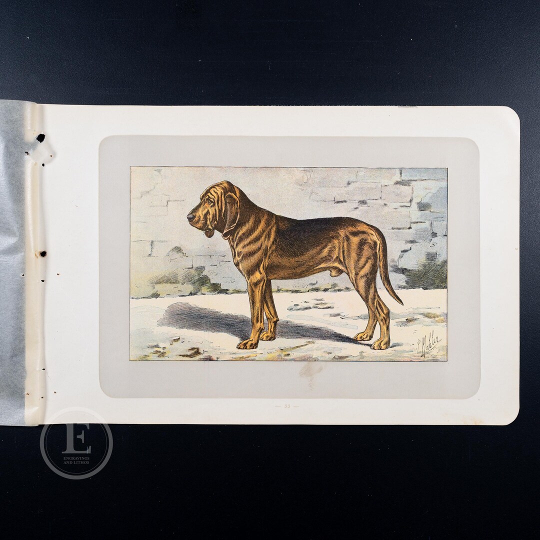 1907 BLOODHOUND Hunting Dog — 117-year-old Lithography Print From ...