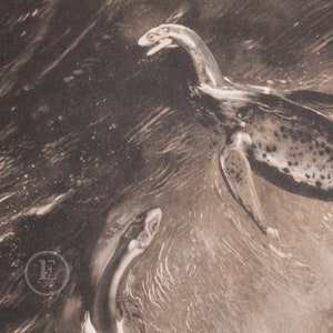 Cryptoclidus: Plesiosaur From the Middle Jurassic Period - Original ...