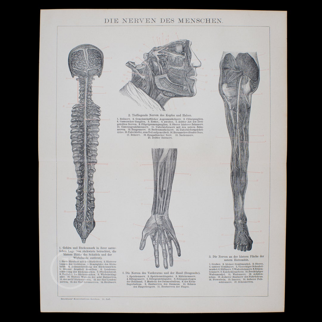 1898 - HUMAN NERVES - Rare Chromolithograph Plate From Brockhaus ...