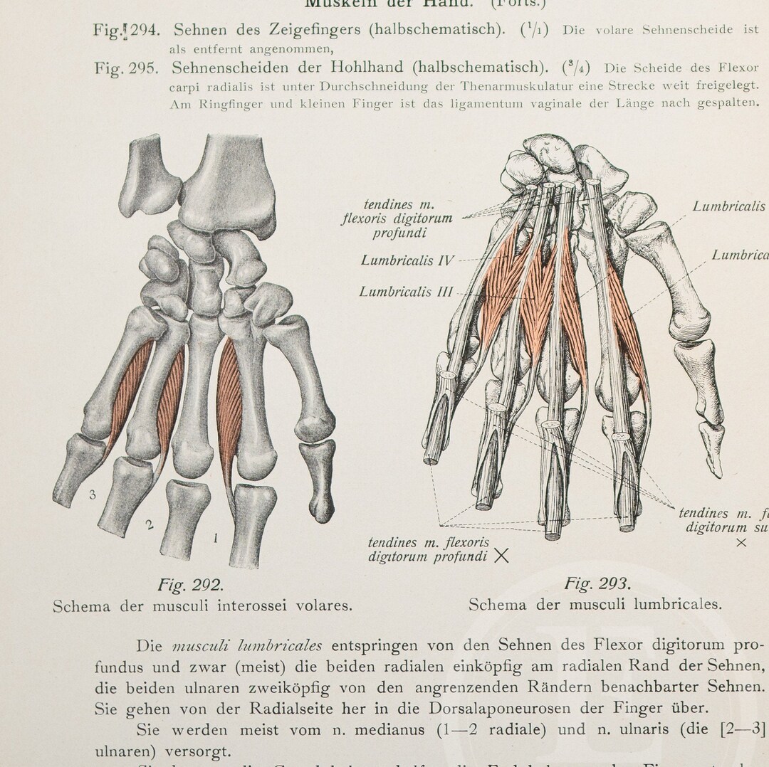 Palmar Interossei Muscle / Lumbrical Muscle / Human Anatomy ...