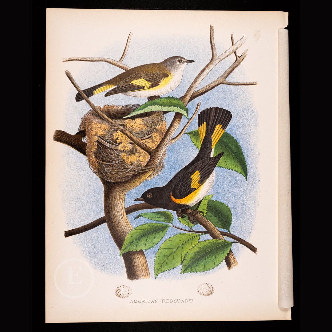 American Redstart, Its Nest and Eggs - Beautifully Chromolithographed ...