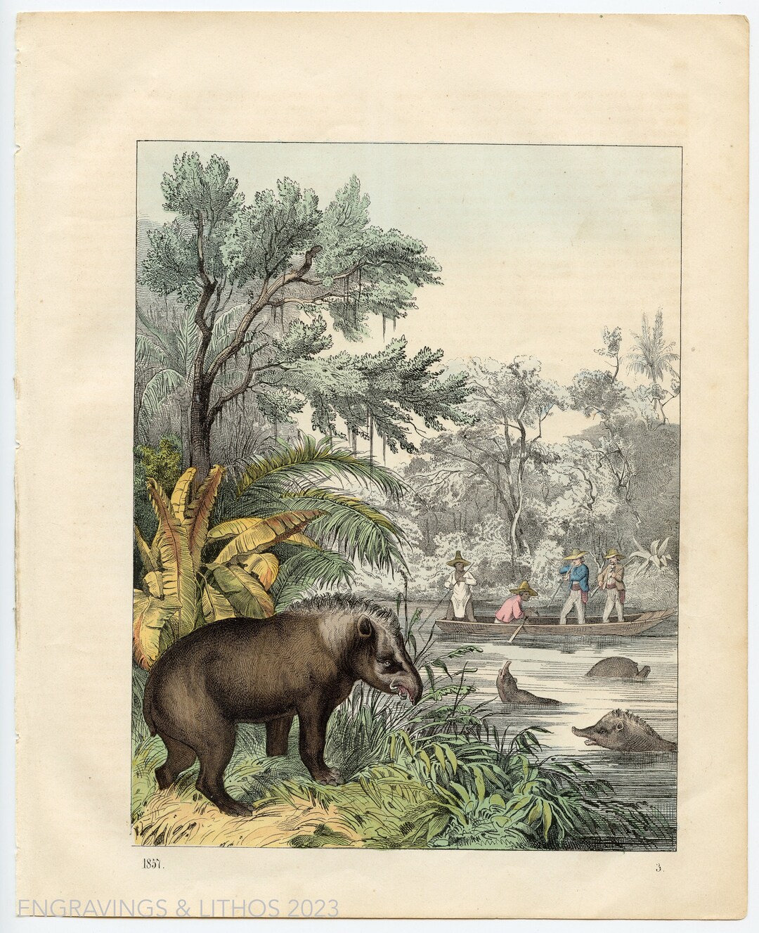 A Tapir Hunt VERY RARE Original Hand Colored Plate Out of book of the ...