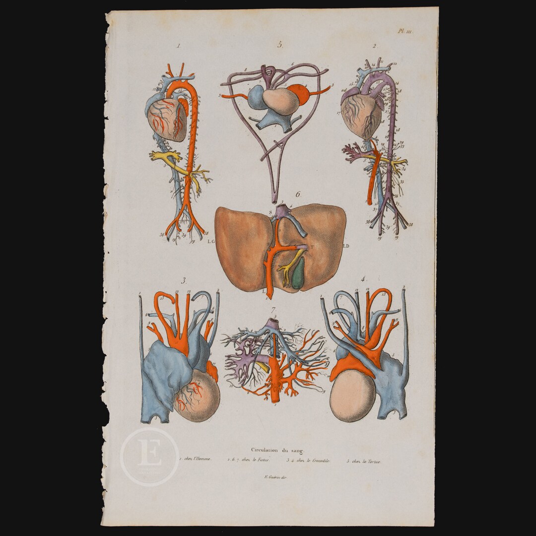 1847 BLOOD CIRCULATION - Abdominal Viscera - Very RARE Engraving ...