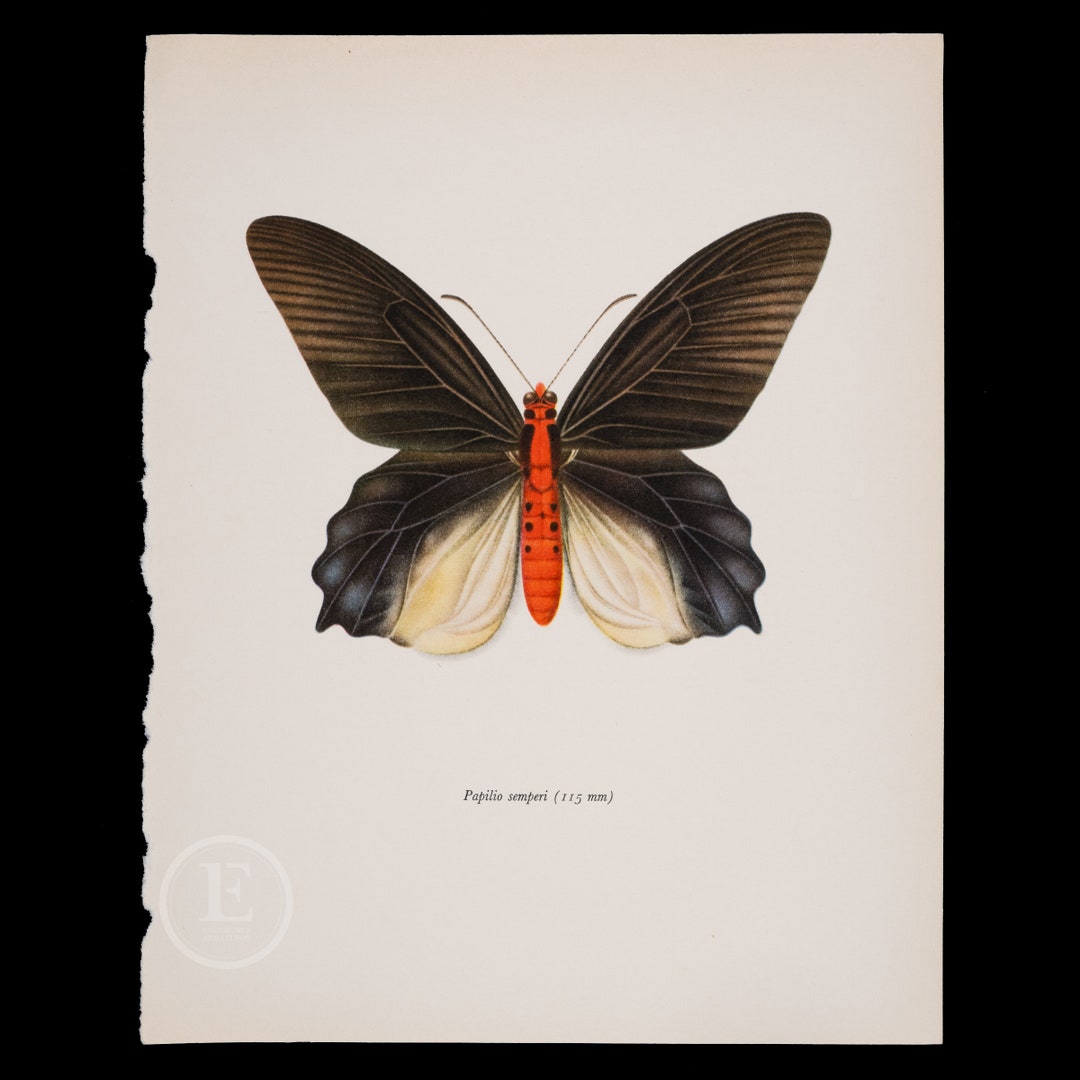 Red-bodied Swallowtail (115 Mm) - Color Offset Vintage Lithography of ...