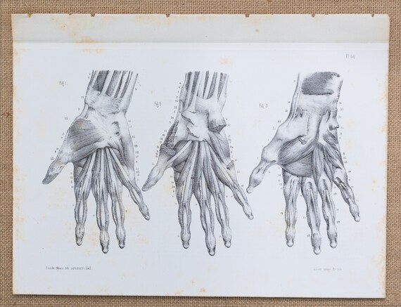 Hand Anatomy RARE ORIGINAL PRINT From Atlas D'anatomie | Etsy