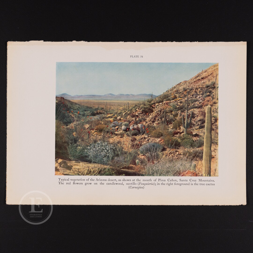 Landscape of Typical Vegetation of the Arizona Desert - Original Color ...