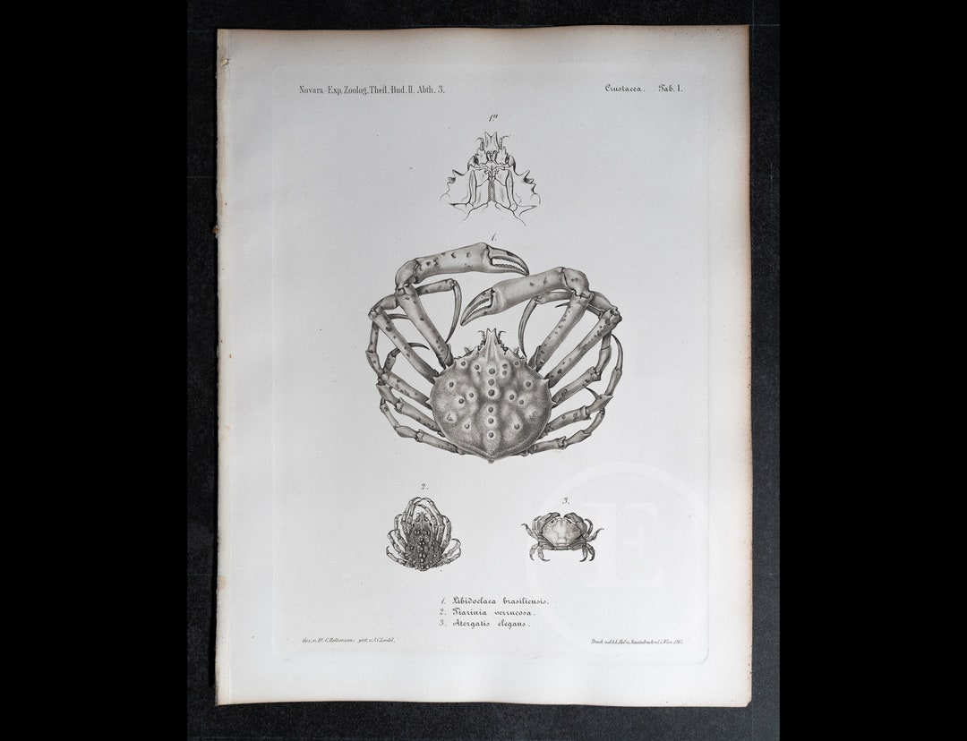 1868 - Spider Crab - From a German Book of Crustaceans / Very RARE ...