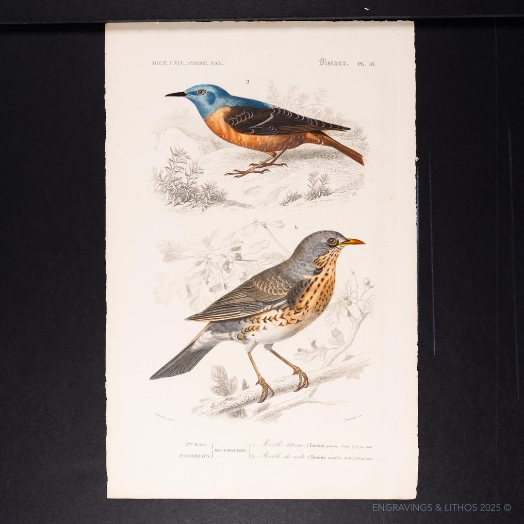 1849 - True Thrush and Fieldfare Birds – D’orbigny Natural History ...