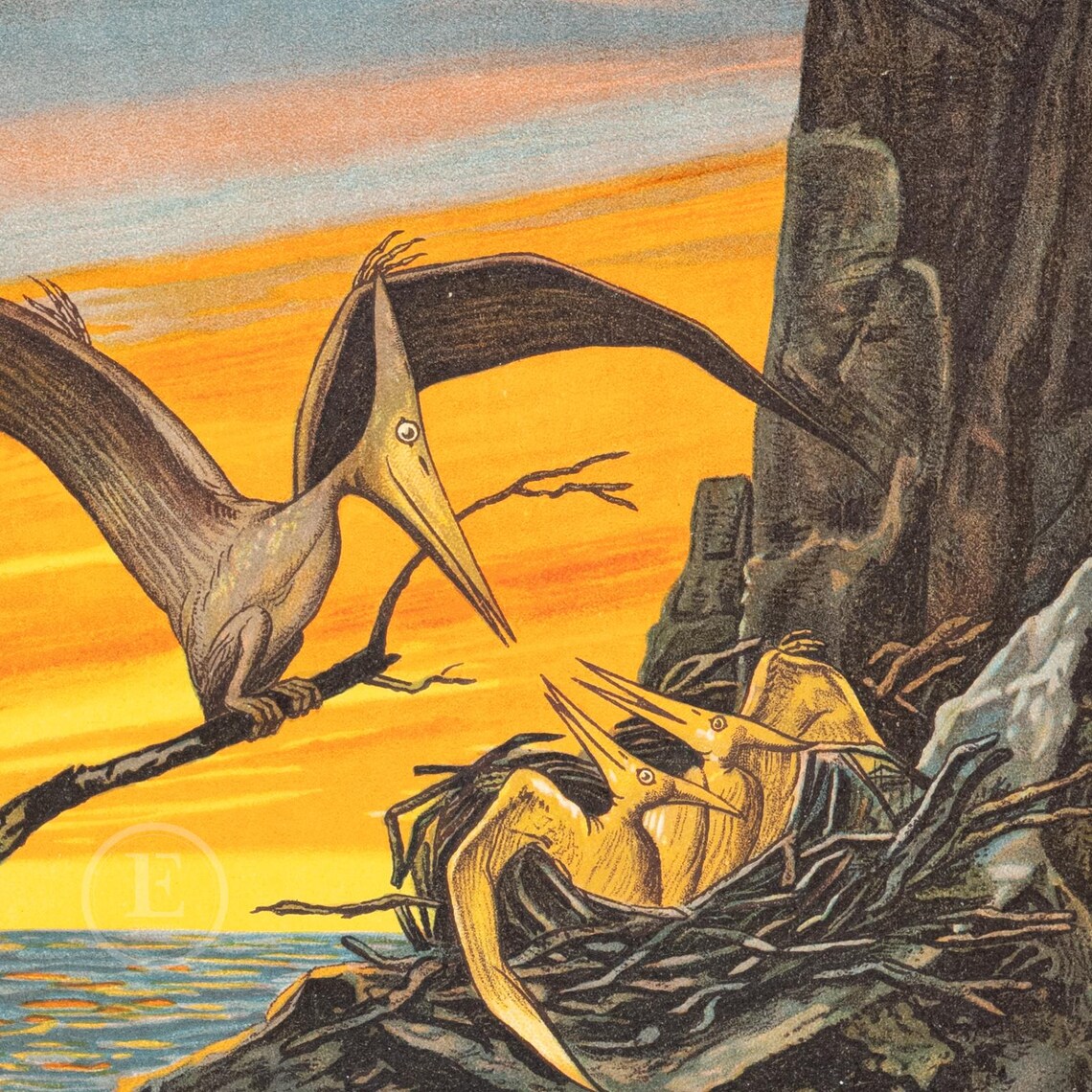 1902 PTEROSAUR Nyctodactylus Gracilis With Her Youngs - Vintage Print ...